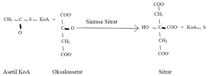 Makanan Sumber dan Fungsi Vitamin B5 (Asam Pantotenat) : Akibat ...