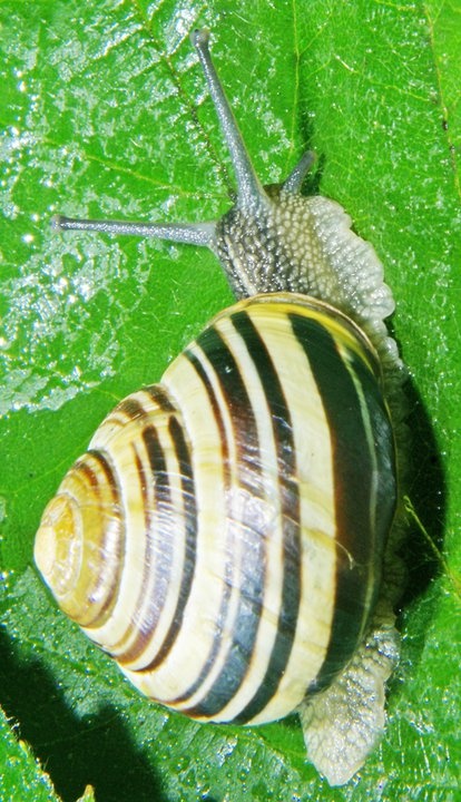 IUBESC VIATA: Cum fata melcul