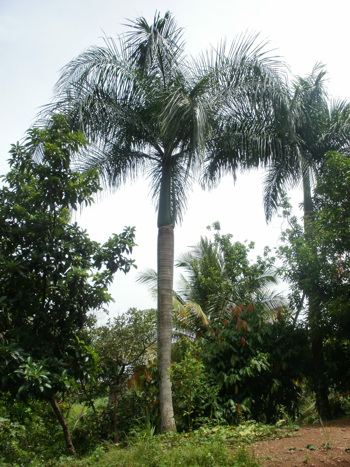 Espejismo de Luna Llena: El Chacaro, Yamasa.