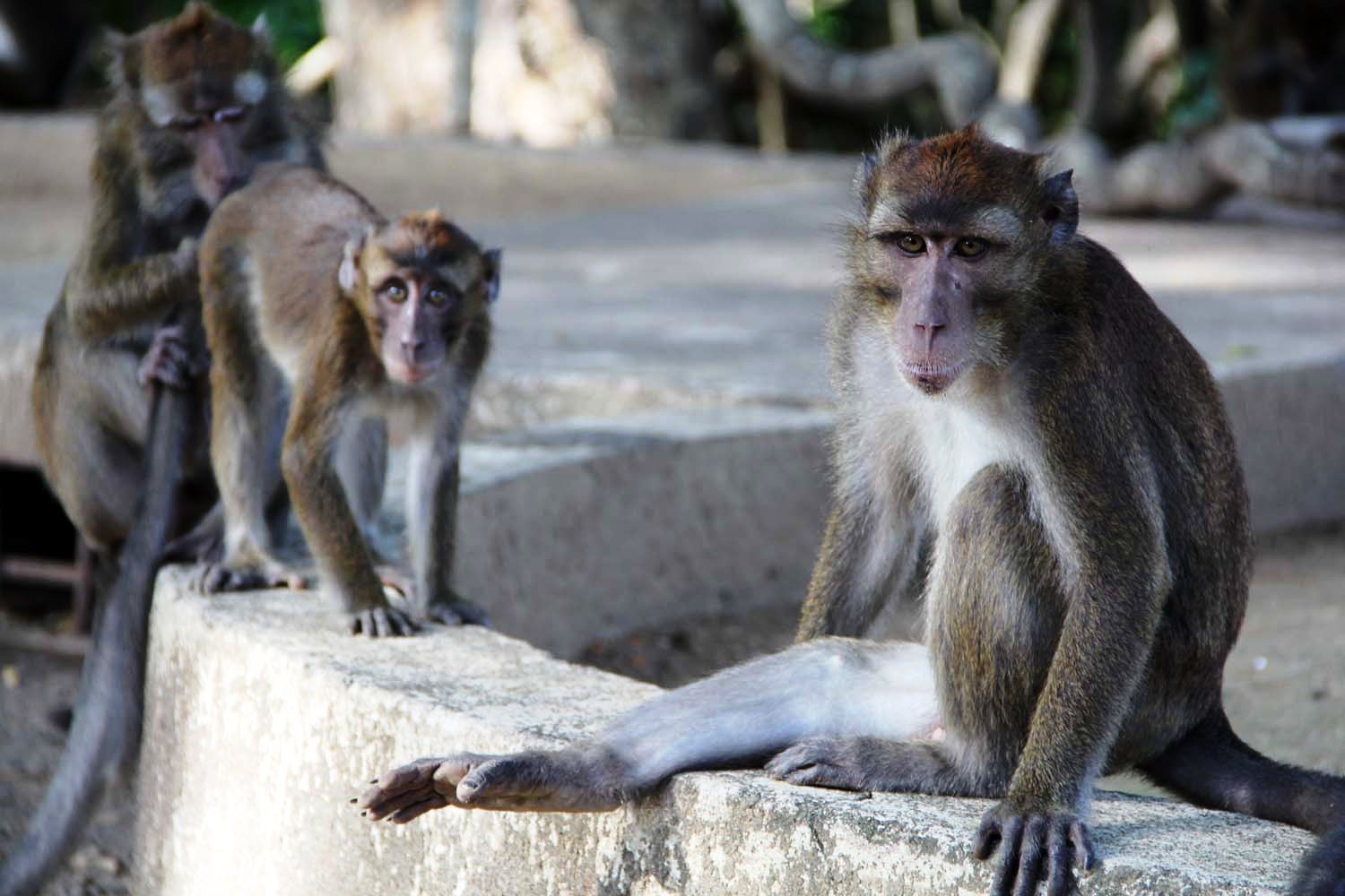 SBMA forbids feeding of wild monkeys | SubicNewsLink
