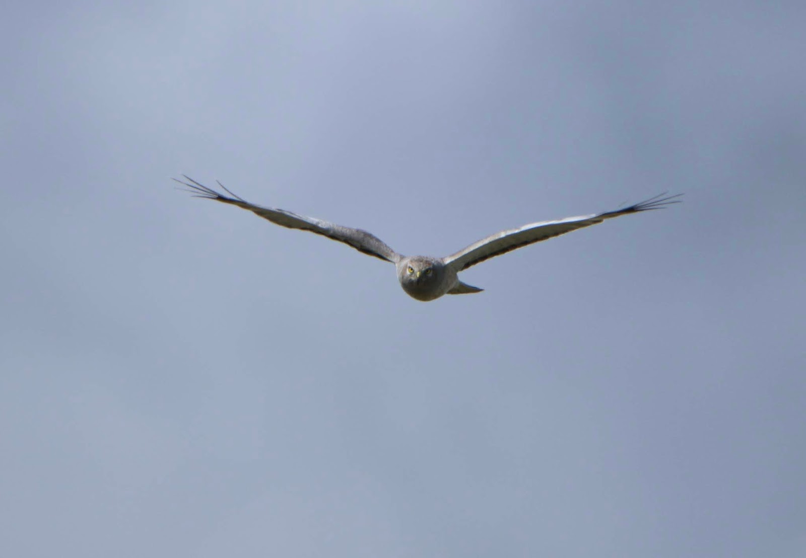 Various Oregon Birding Piks: Northern Harrier