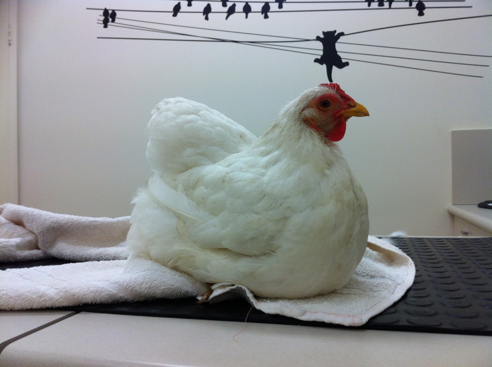 Suburbhen - A Hen in the City: ILT in Chickens