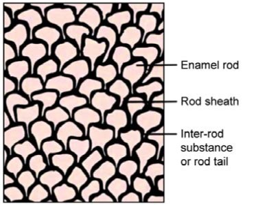 Tooth Enamel- Composition, Properties, Structure and Functions