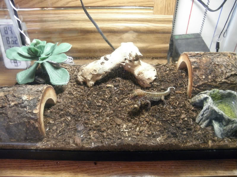 The Gecko Zone : The Panther Gecko