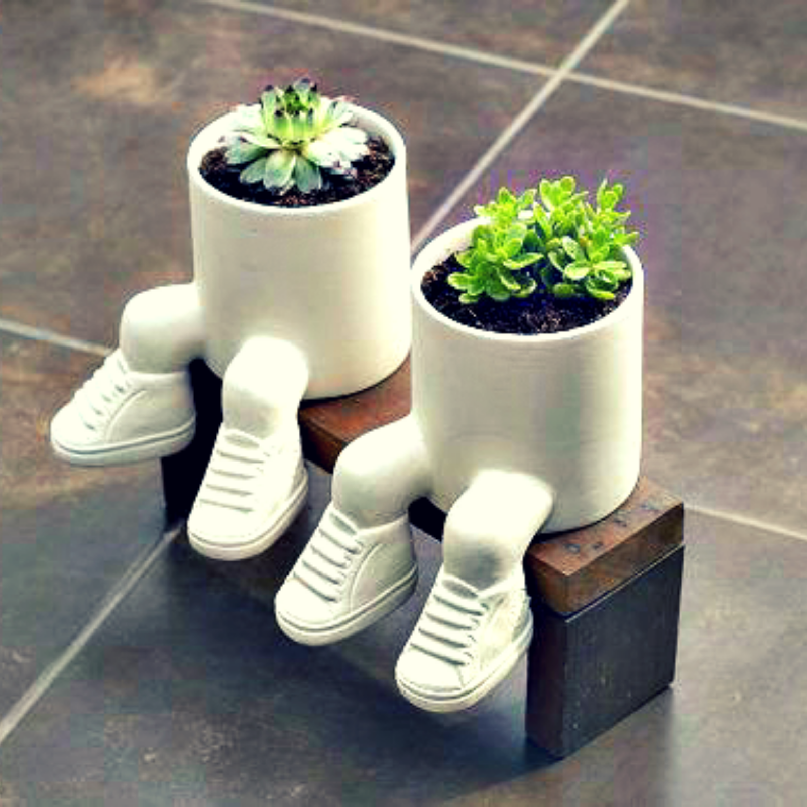 Pot Tanaman Lucu dan Unik - idrora