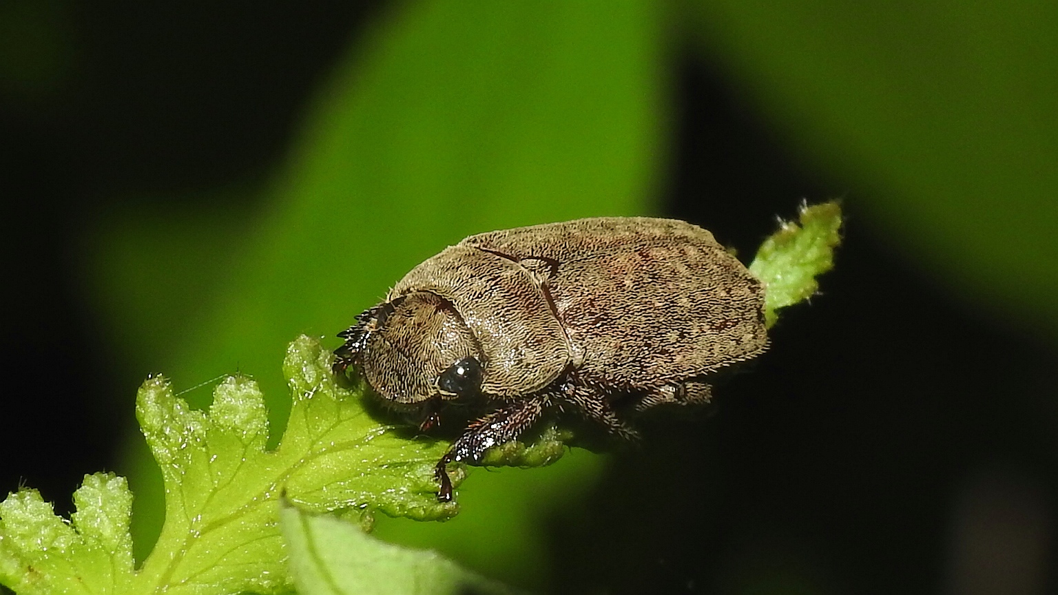 台灣-鳥類與昆蟲-自然觀察記錄: 中華褐金龜/中華長金龜/中華喙麗金龜 Adoretus sinicus
