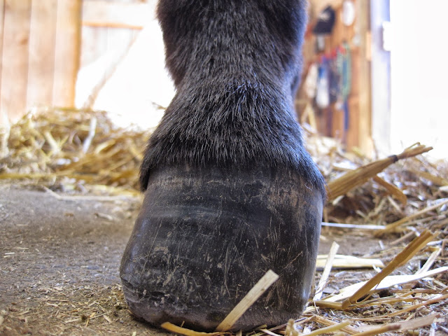 The Dancing Donkey: Donkey Feet - Ramsey