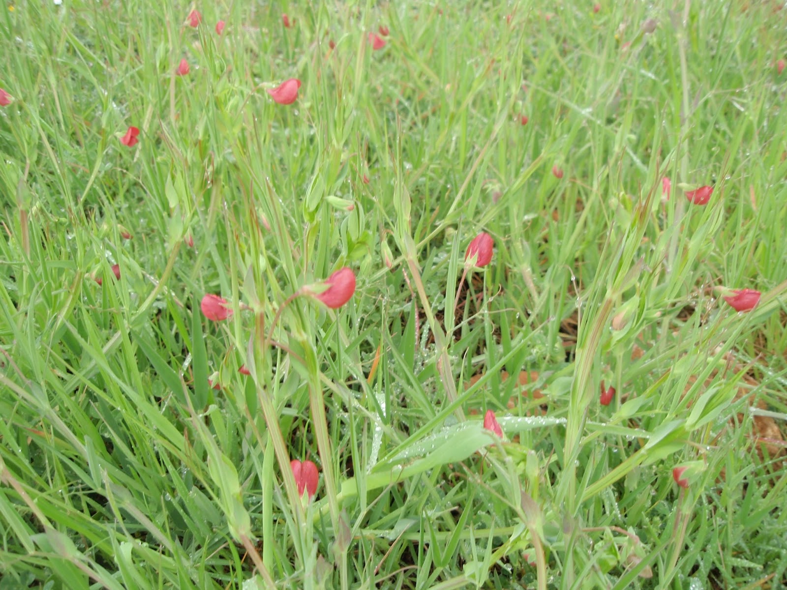 HERBARIO VIRTUAL DE BANYERES DE MARIOLA Y ALICANTE: Lathyrus cicera ...