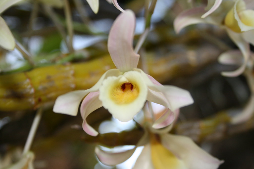 Dendrobium signatum care and culture | Travaldo's blog
