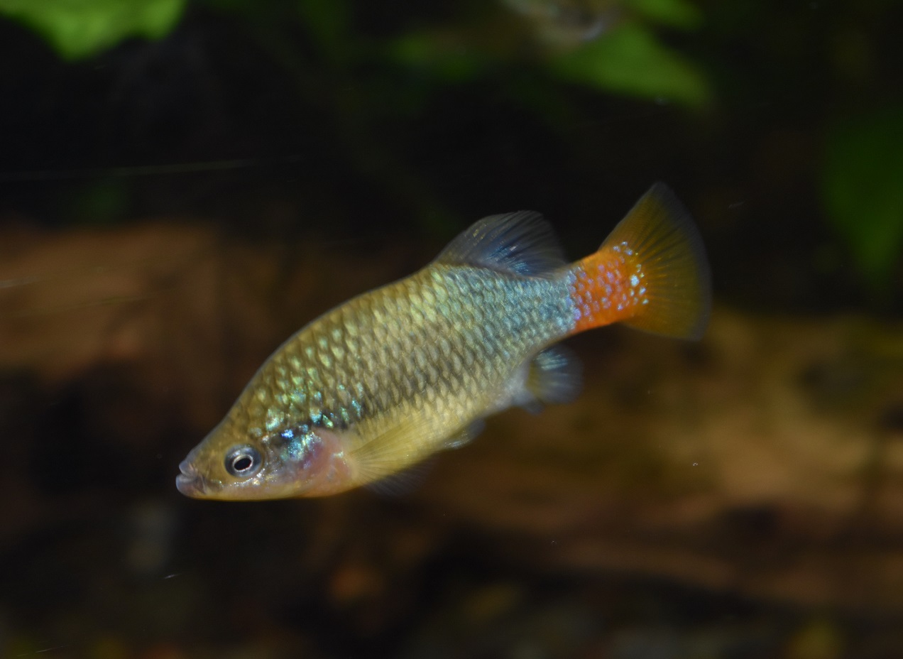 ZOOTOGRAFIANDO (6.100 ANIMALS): MEXALPIQUE DE COLA ROJA / REDTAIL ...