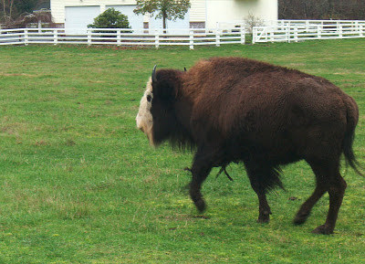 Pilgrims' Journey: Beefalo!
