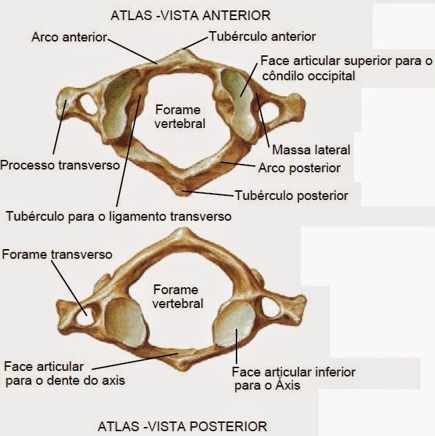 Atlas Vertebra Superior