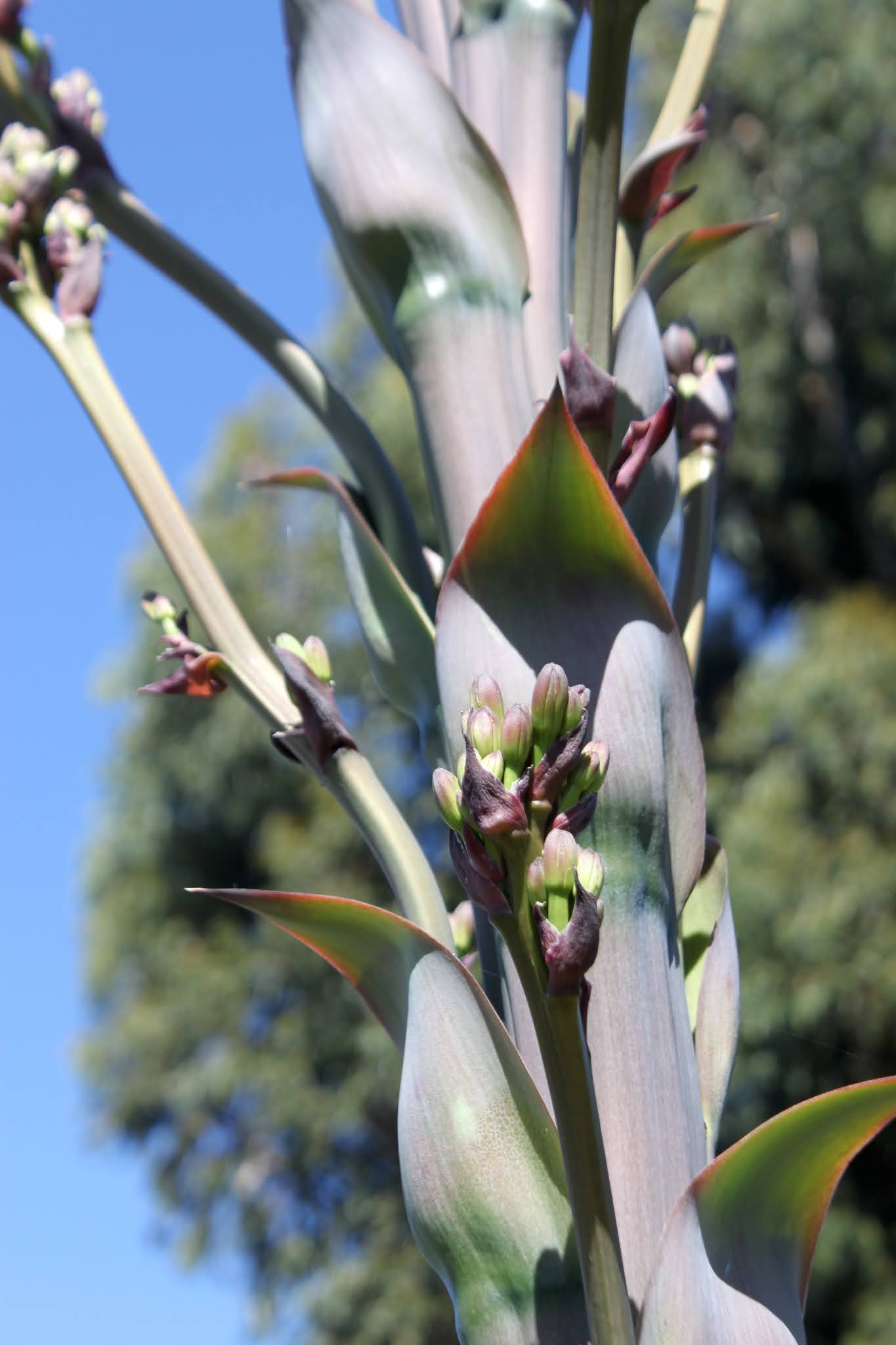 Mangave "Mission to Mars" aka "The Shambling Mound"