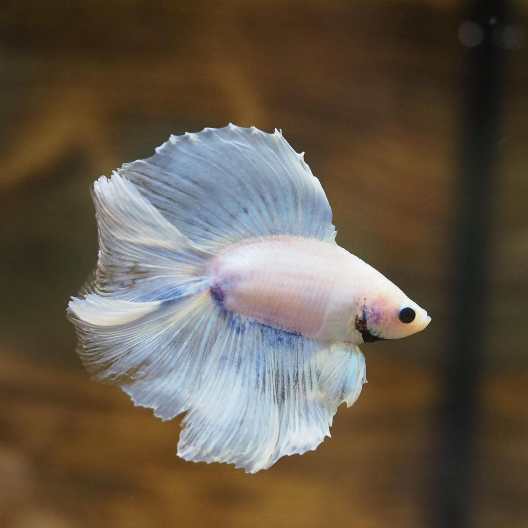 The White Double Tail Over Halfmoon Betta Splenden Fish With Short Body