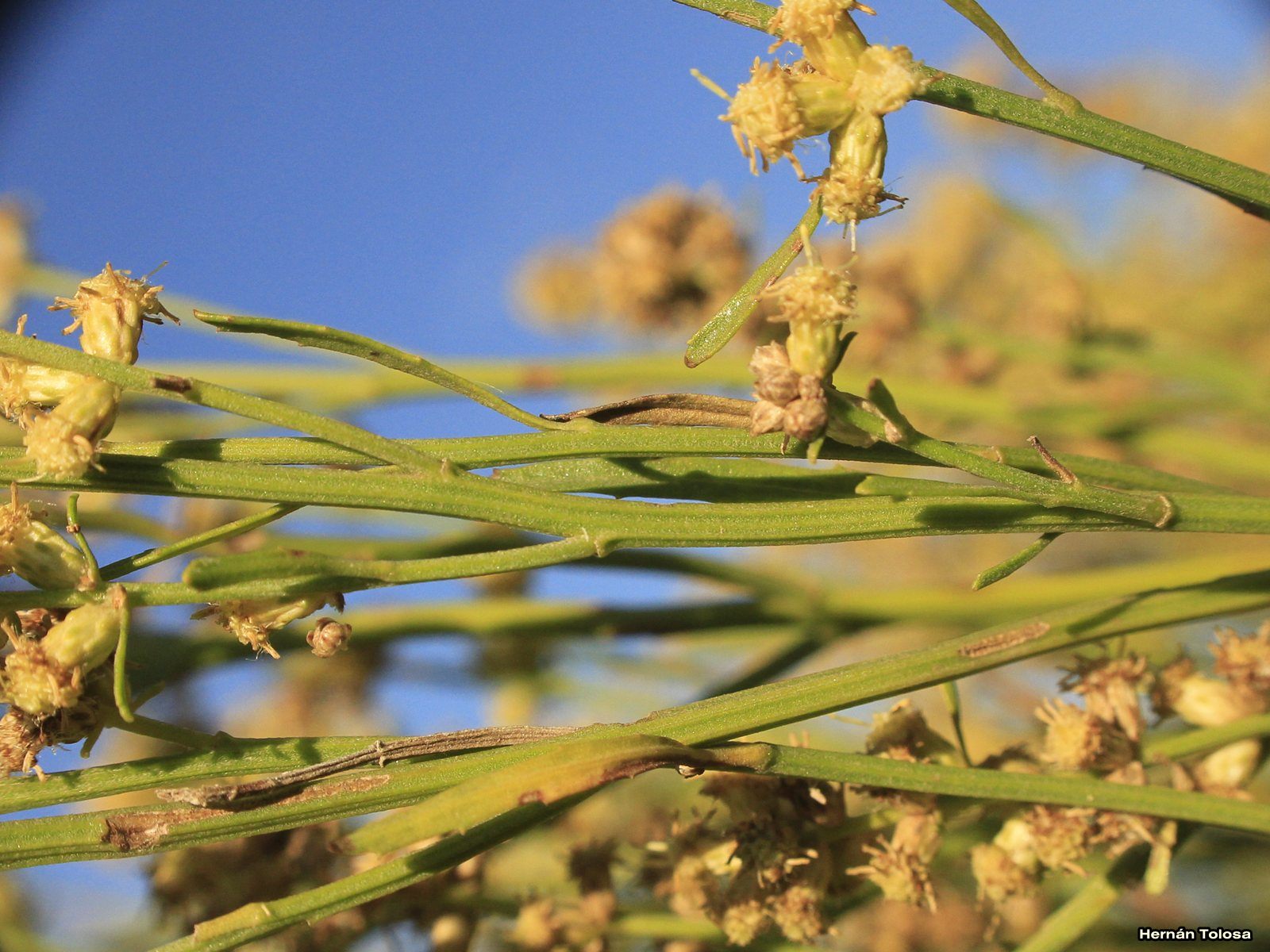 Flora Bonaerense: Chilca amarga (Baccharis spicata)
