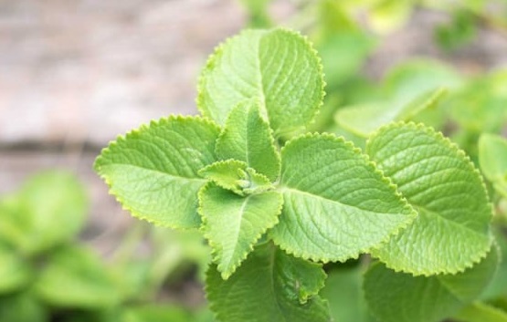 Manfaat Tanaman Daun Bangun-bangun Atau Daun Jinten