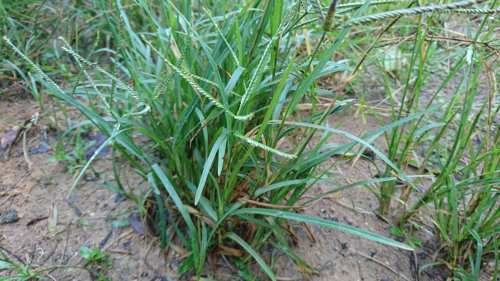 Alam tumbuh-tumbuhan: Rumput sambau