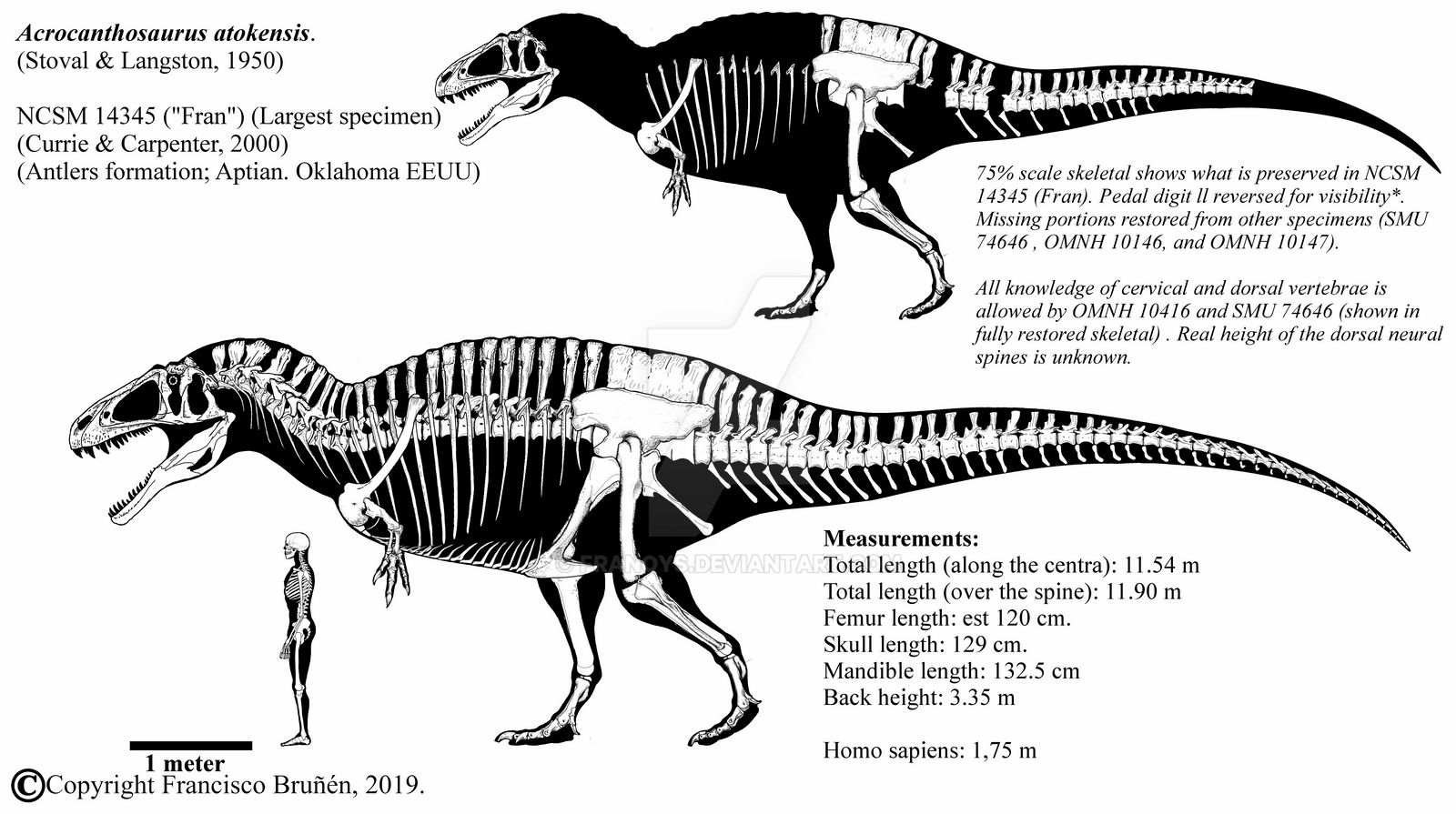 Lush acrocanthosaurus, acrocantossauro exuberante