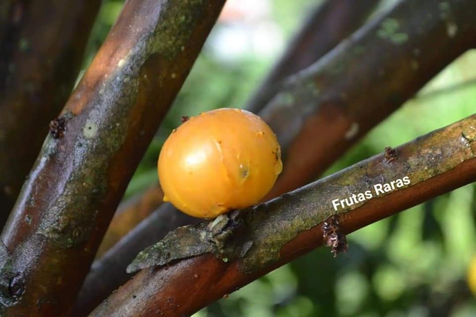 Plinia edulis - variedade Cambucá Mirim.