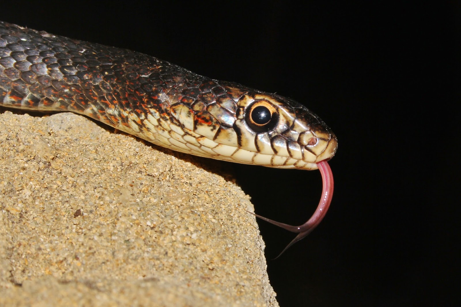 Ερπετά και αμφίβια της Κύπρου - Reptiles and amphibians of Cyprus by ...