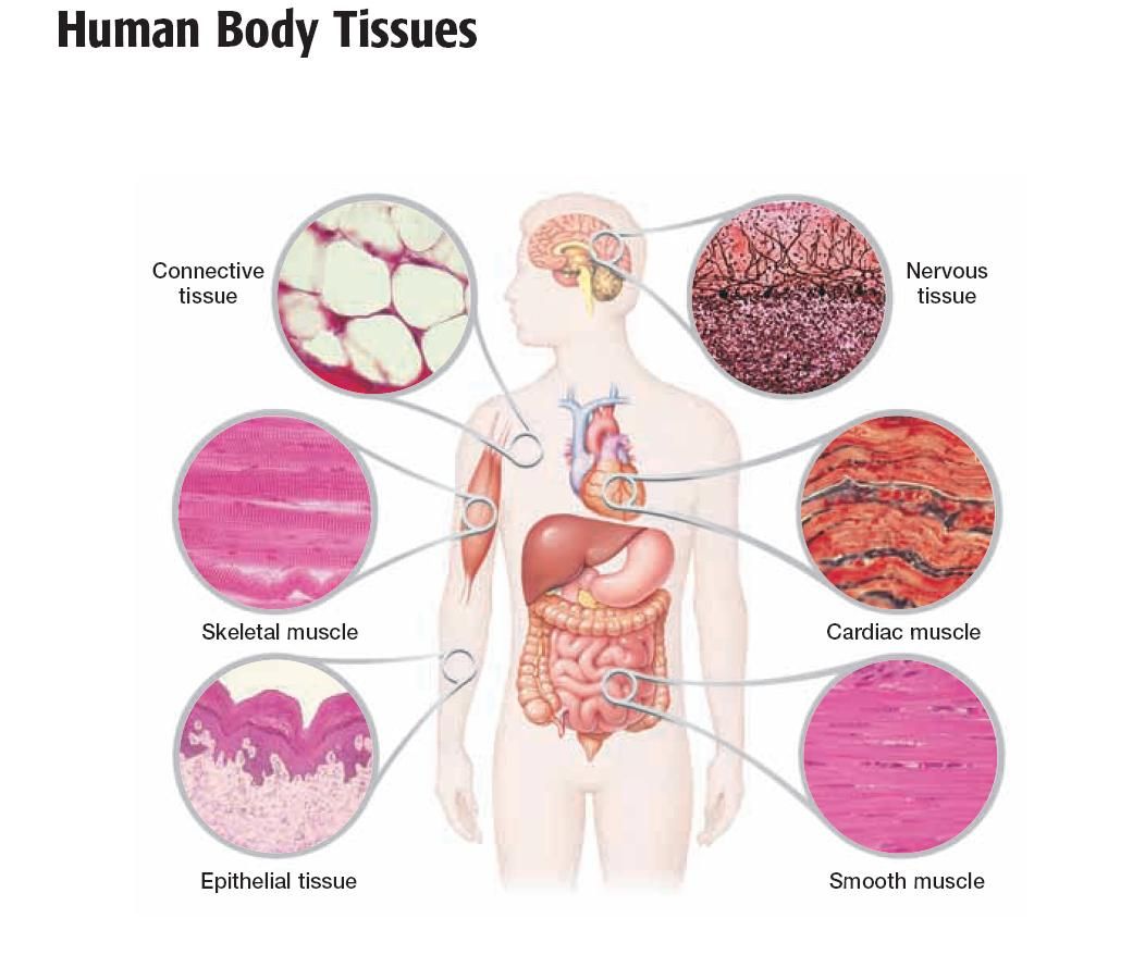 Tissues And Types Of Tissues In Human Body Gk Lokam tissues-and-types-of-tissues-in-human-body-gk-lokam