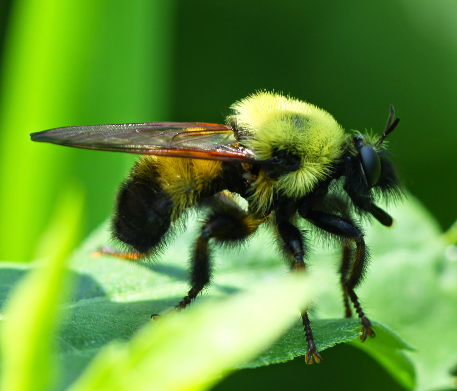 Robber Fly Bumblebee