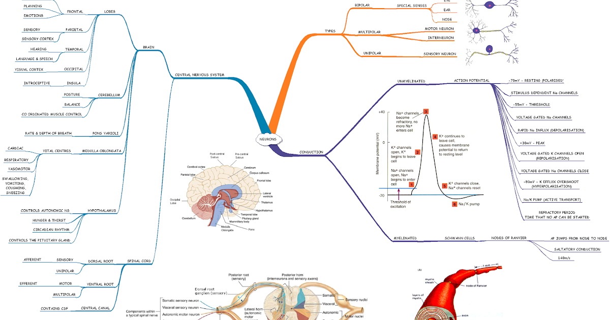 12 ATAR Human Biology: Mind Map of Neurons and Central Nervous System