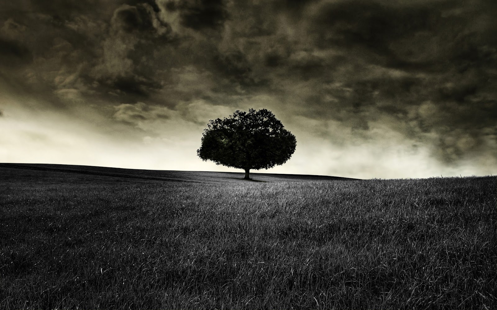 BLACK TREE HD WALLPAPER | Templates