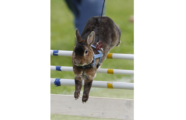 Kuweight 64: RABBIT SPORTS TOURNAMENT IN GERMANY