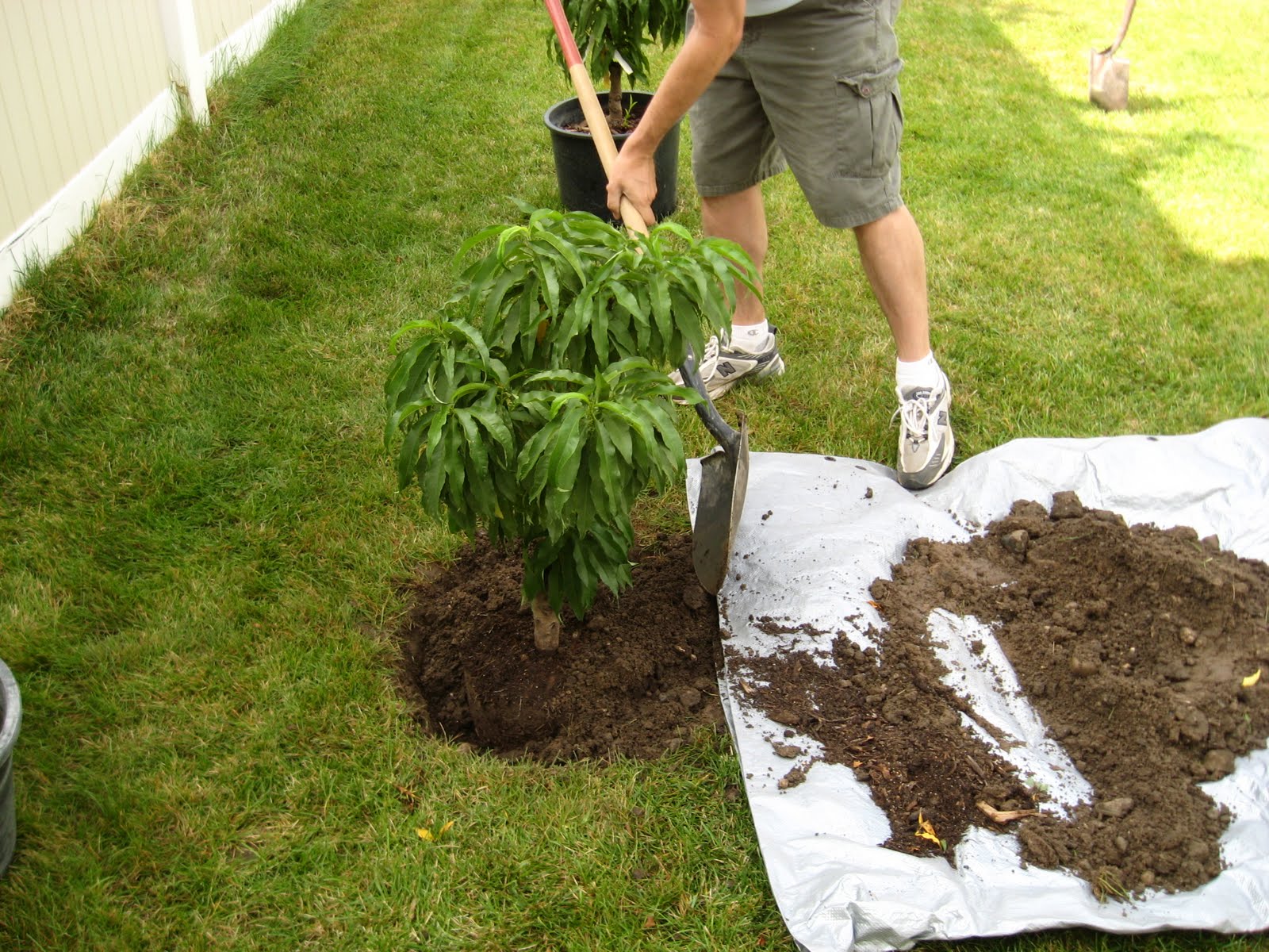Grow How: Seven Tips for Planting Trees