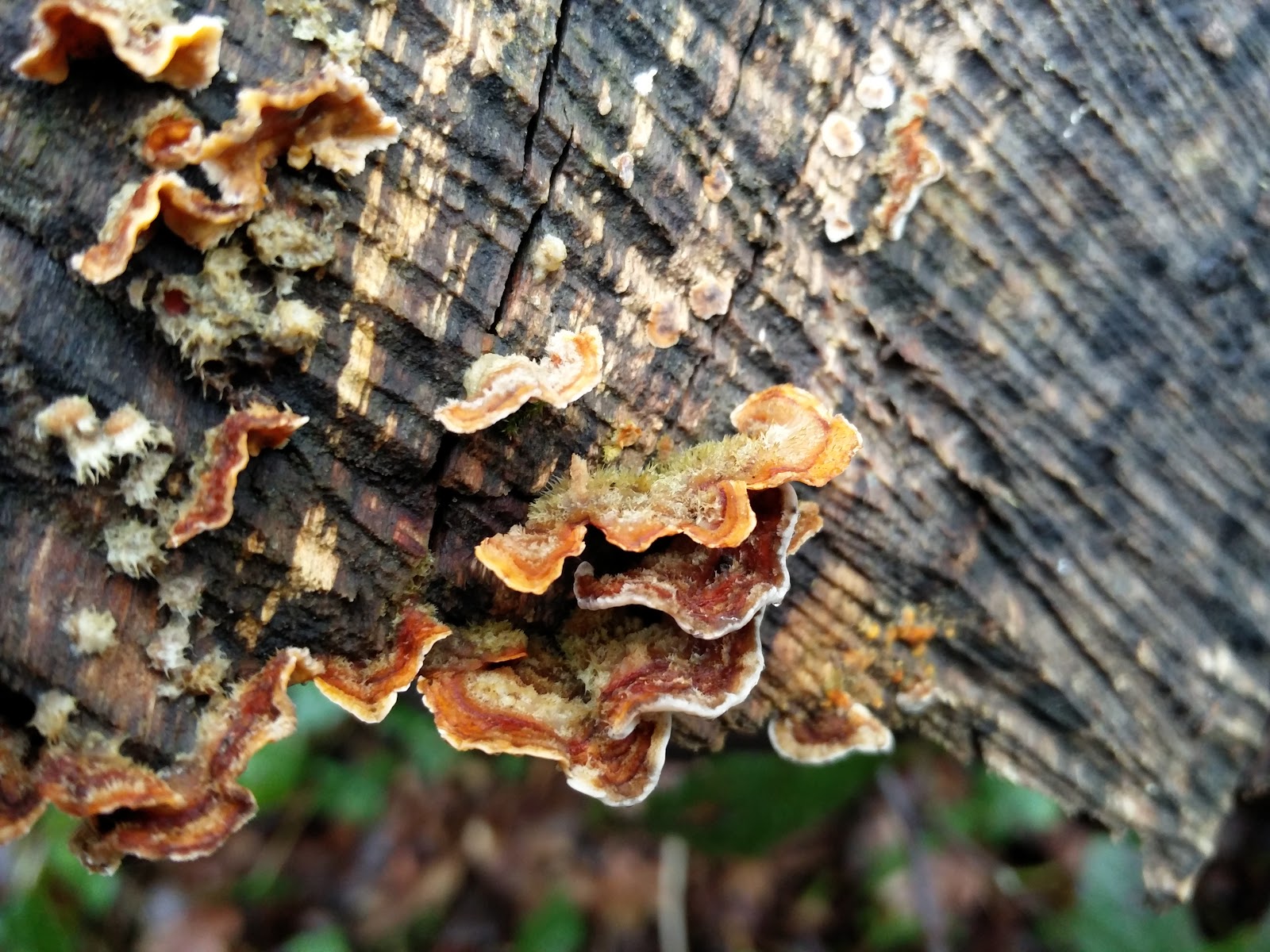 Misidentifying Fungi: Blobs, crusts, balls and brackets