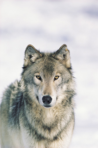 Natureza Viva: Lobos/Wolves