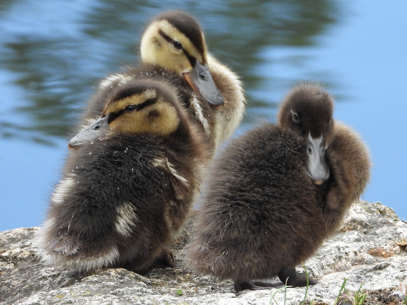 Les Ulis, pays des Merveilles?: QUE DEVIENNENT LES 6 COUVEES DE ...