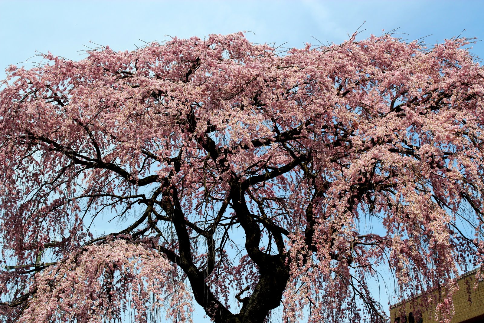 Here and There: SPRING IS HERE, AND FULL OF COLOR!