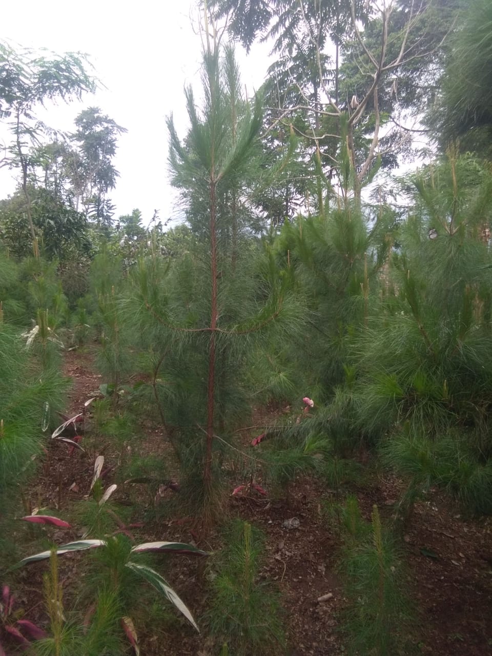 Jual Pohon Cemara Pinus ~ Tukang Taman Serpong TLP 081380548055