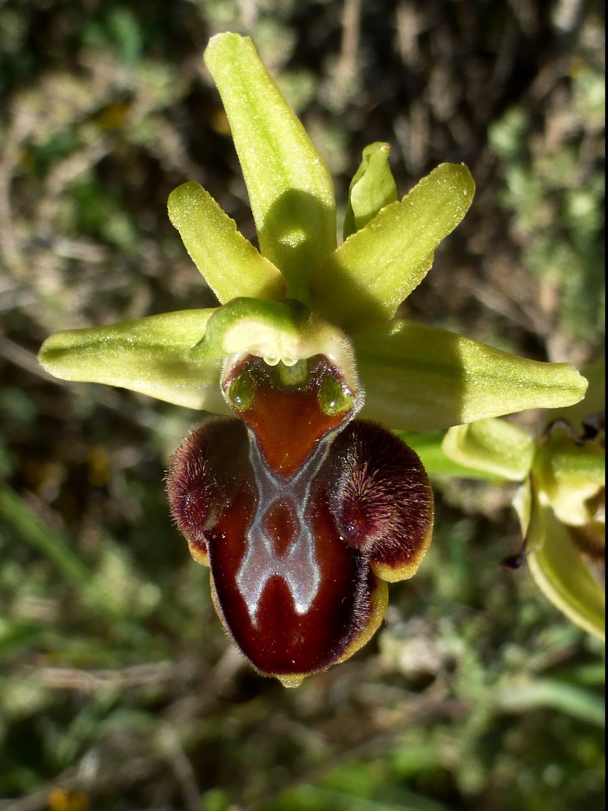 rocayflor: Ophrys sphegodes y Ophrys fusca "abejetas"