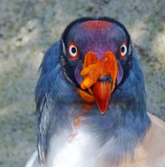 color e imágen.: El Cóndor Real!!