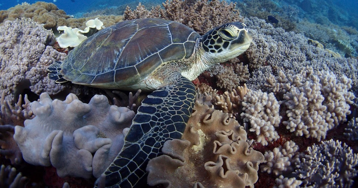 OKINAWA 39ers Dive Log: Jan 6th - Sunabe Seawall