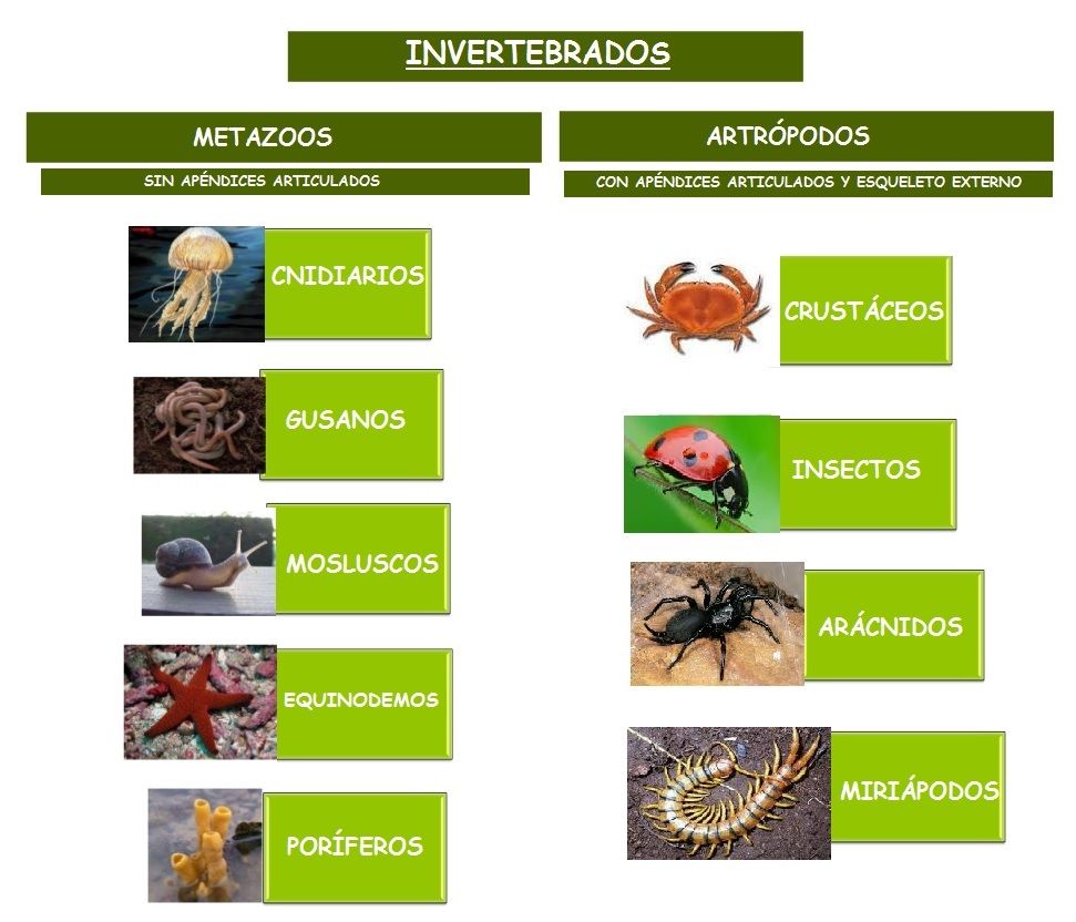 Maestro San Blas: Vertebrados e invertebrados