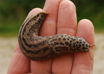 Siput Macan Tutul, Siput yang Kawin di Udara | RE Tawon