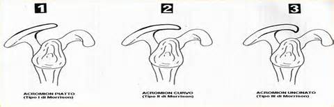 Building Better Athletes: Anatomy Lesson: The Shoulder/ Scapula