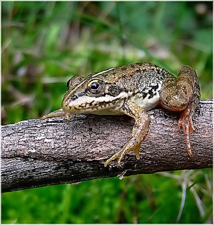 HUESCA Y LA SIERRA DE GUARA: RÁNIDO Ranidae Constantine Samuel ...