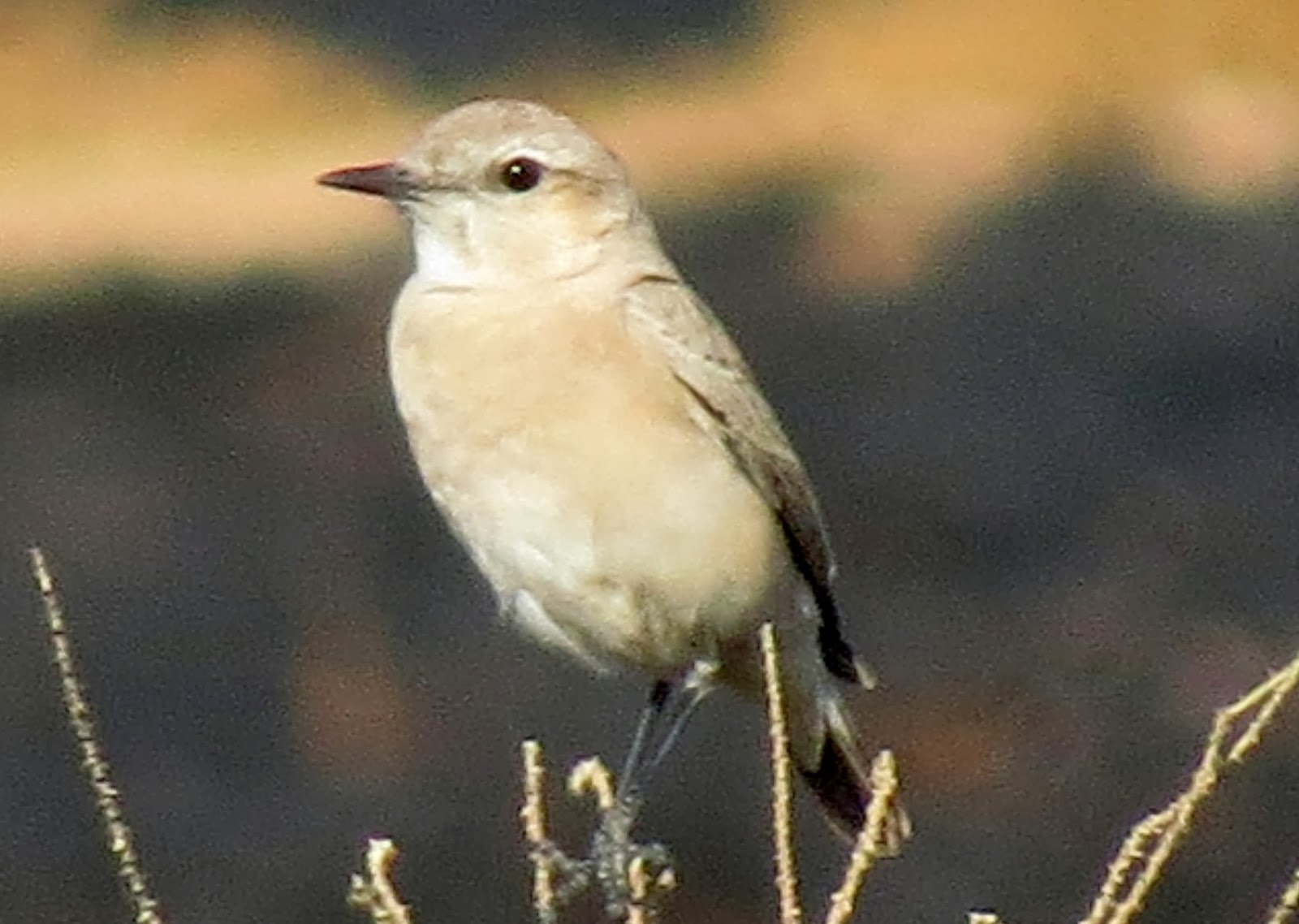 Birding for a Lark: Tabuk wetlands and two more targets