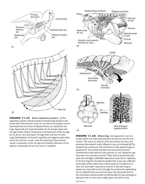 Respiratory organs of birds | Art of life