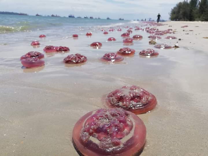 Obor obor Merah kini di Malaysia