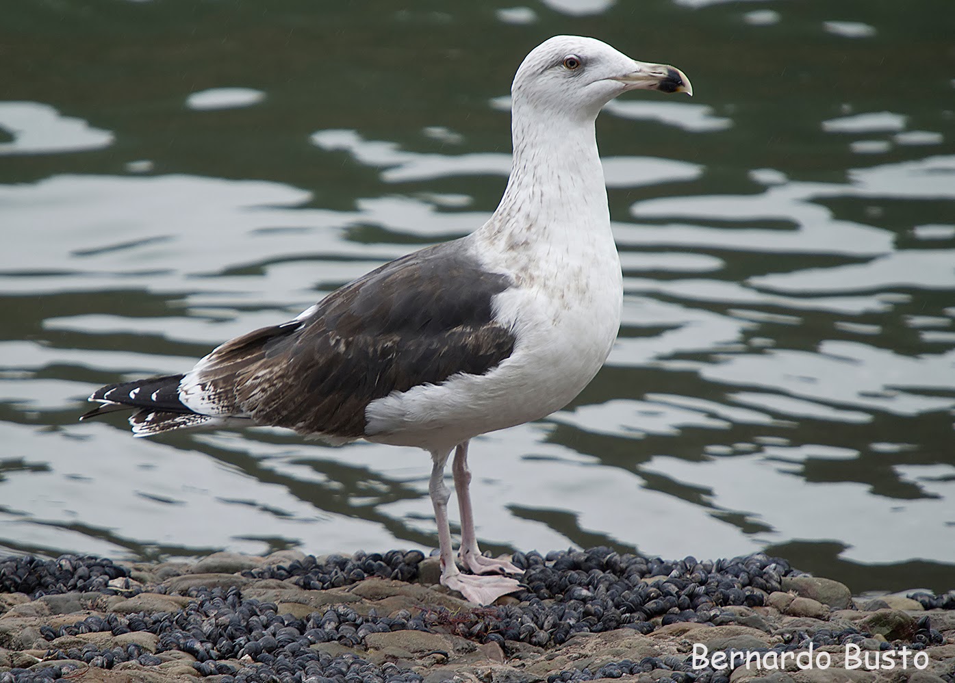 RÍA DE LA VILLA: El último Gavión