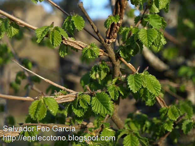 En el ecotono: Los frutos de los olmos