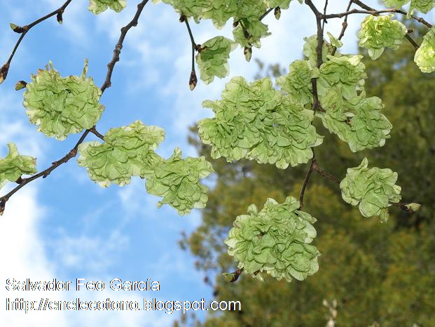 En el ecotono: Los frutos de los olmos