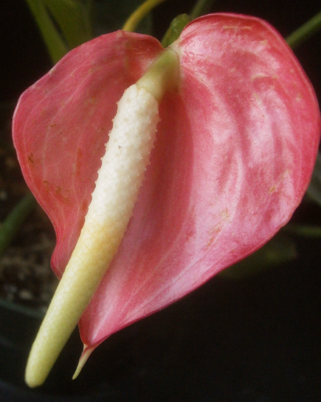 Plants are the Strangest People: Anthuriums 0000-0500