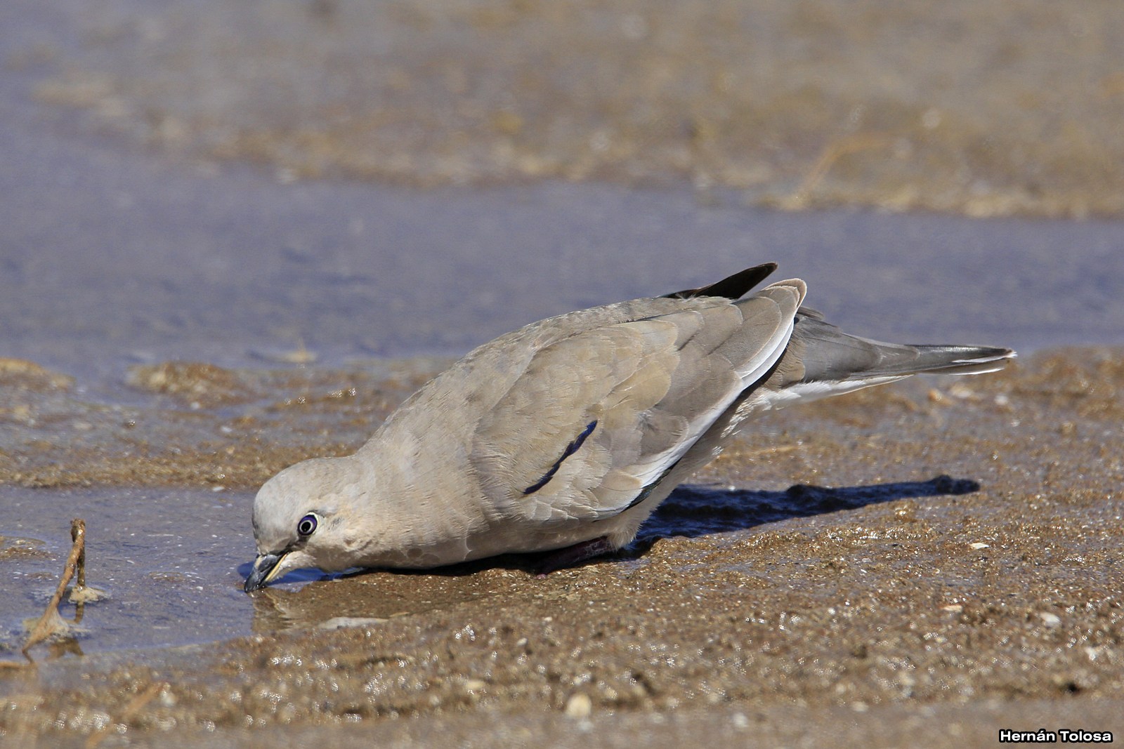 Aves Bonaerenses: noviembre 2018